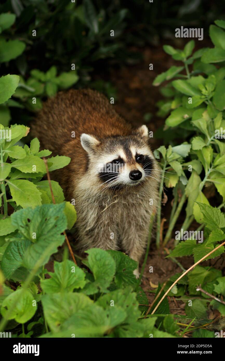 Raccoon in the wild Stock Photo - Alamy