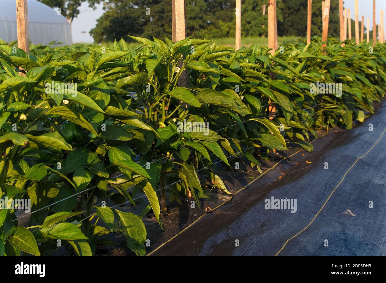 Pepper plants growing in a row in the morning sunlight, on an Amish ...