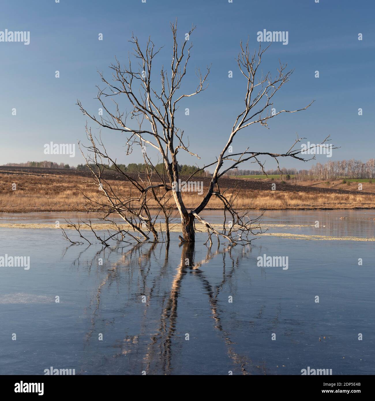 Lonely old dry tree at frozen lake with a reflection in the ice surface ...