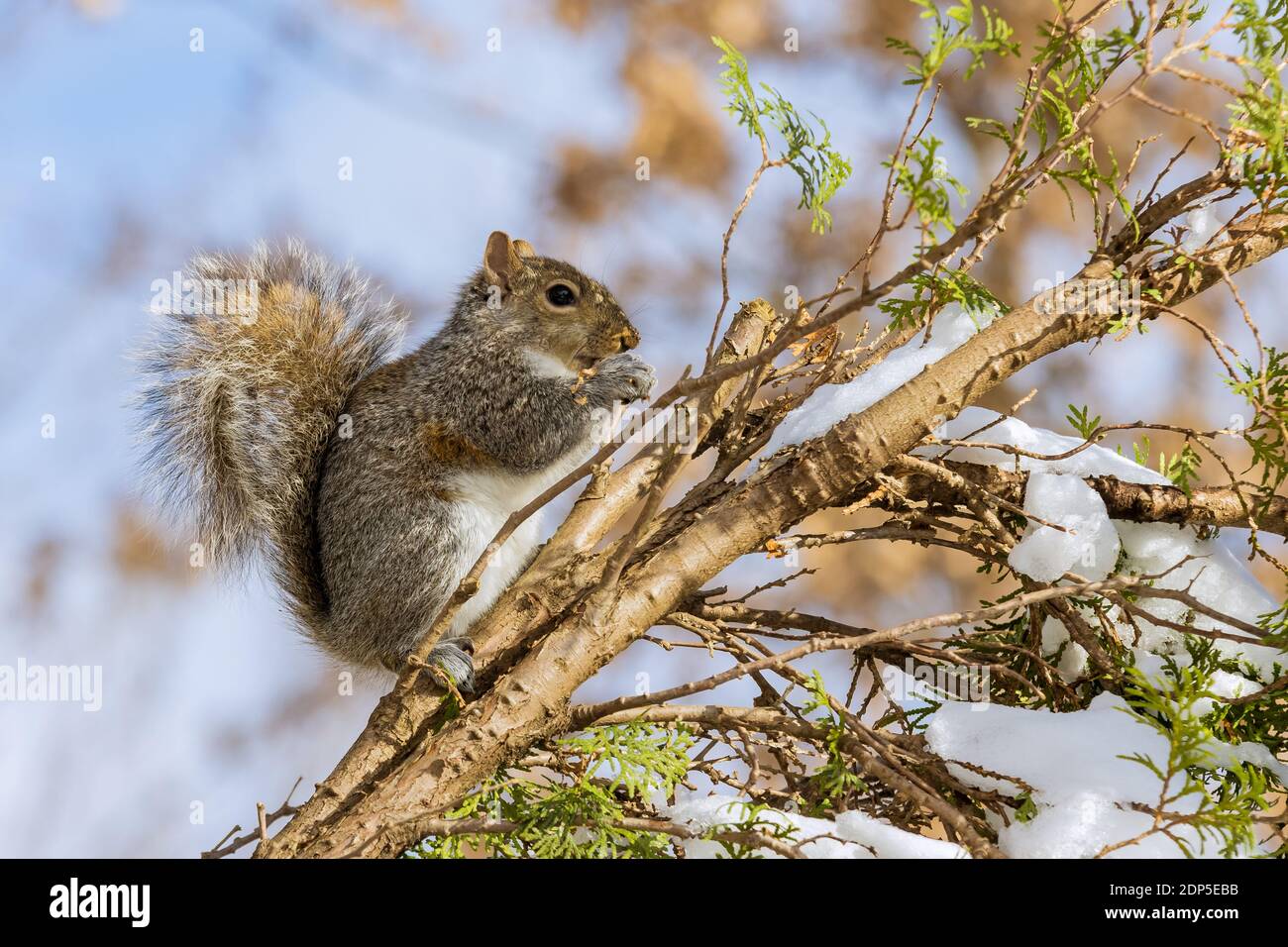 Squirrel eating walnut on a fur tree winter in a forest park Stock ...