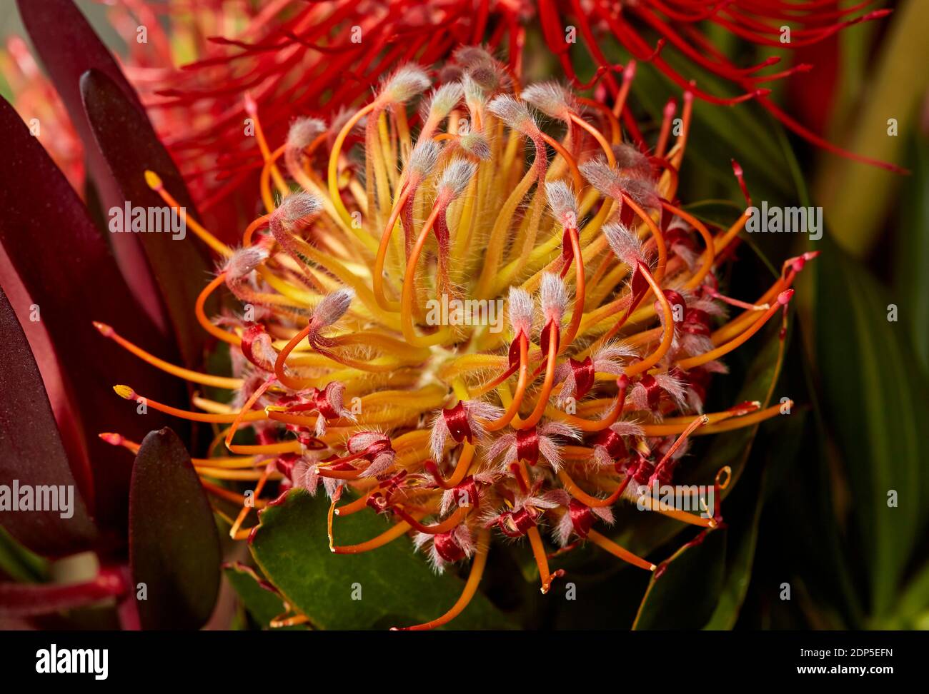 Close up of a protea flower hi-res stock photography and images - Alamy