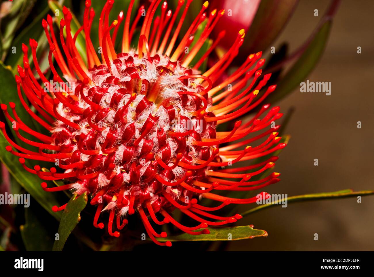 Red protea hi-res stock photography and images - Alamy