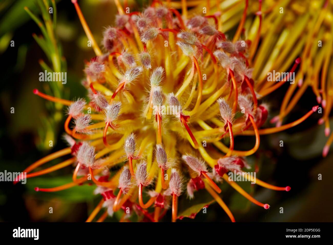 Yellow protea hi-res stock photography and images - Alamy