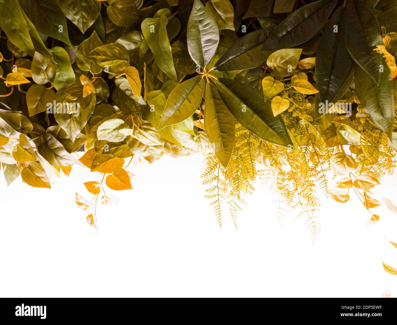 Tonal effect image of sagging plants 10 Stock Photo - Alamy
