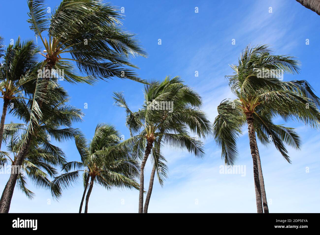 Skyward view of Palm trees blowing in the wind Stock Photo - Alamy