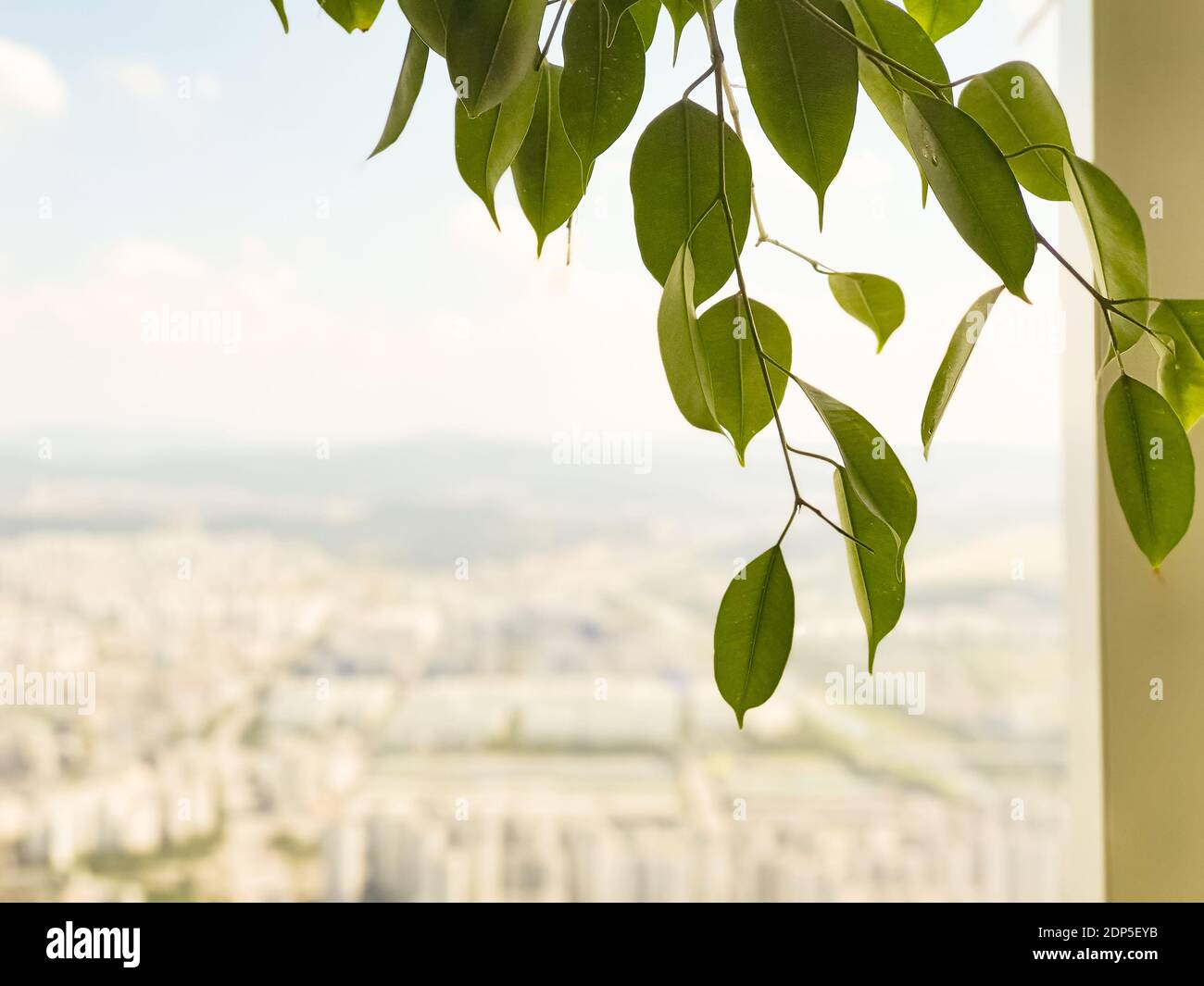 Dark background behind leaves hi-res stock photography and images - Alamy