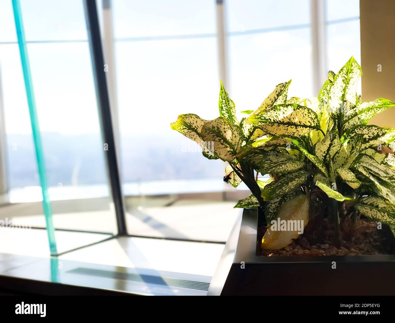 A single flower pot stands out and the background outside the window of ...