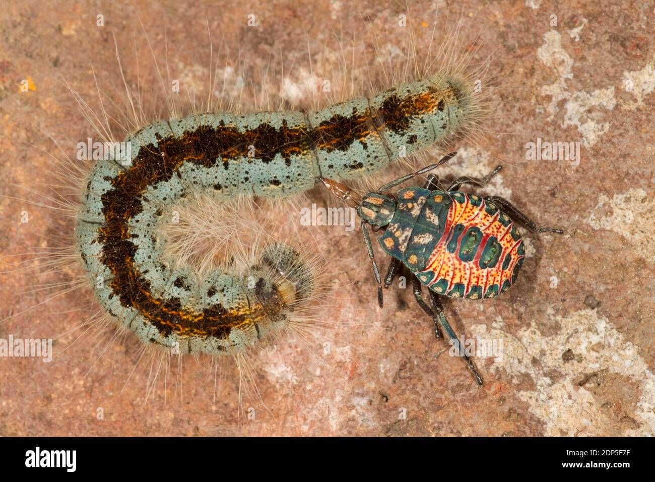 Predatory Stink Bug nymph, Apoecilus sp., Pentatomidae. Feeding on ...