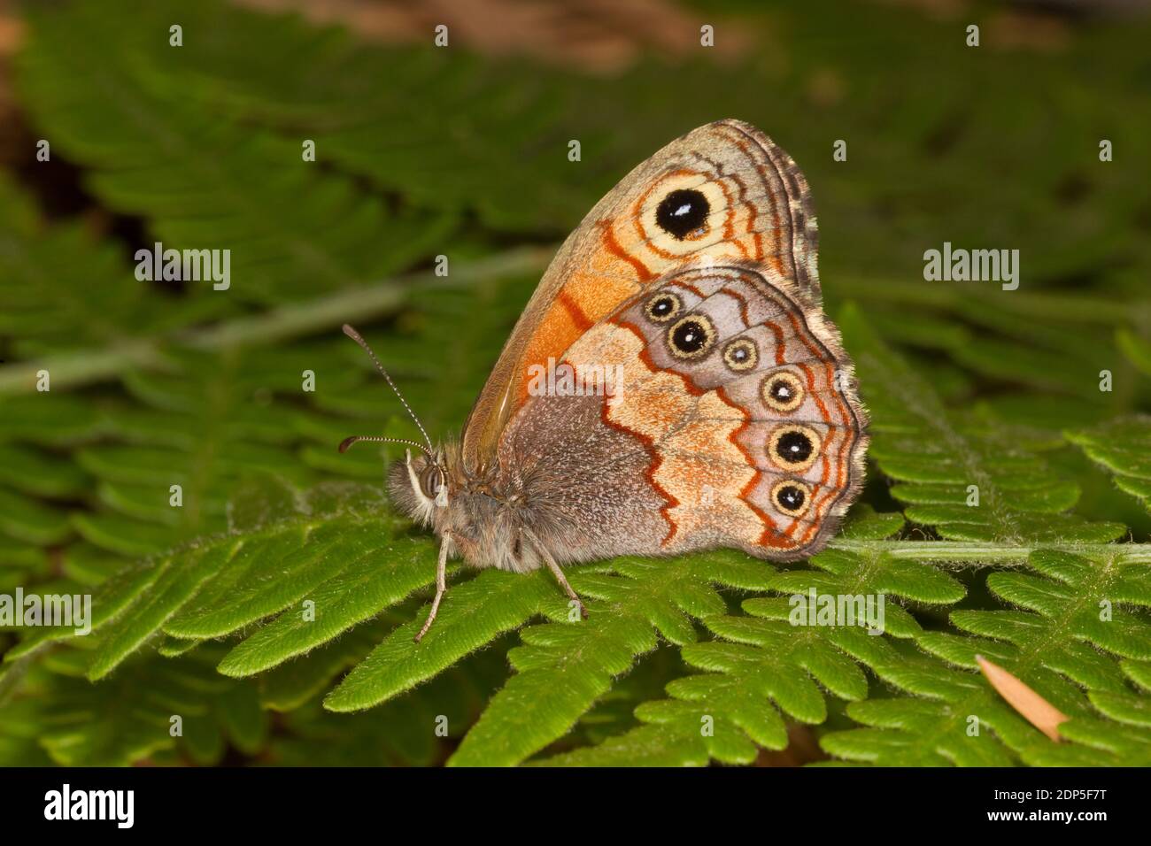 Pine Satyr Butterfly, Paramacera allyni, Nymphalidae Stock Photo - Alamy