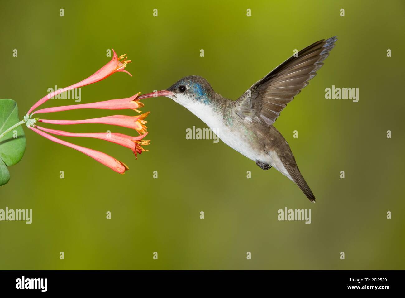 Hummingbird honeysuckle hi-res stock photography and images - Alamy