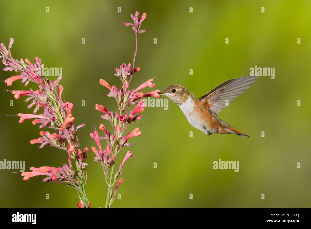 Hummingbird selasphorus sp hi-res stock photography and images - Alamy