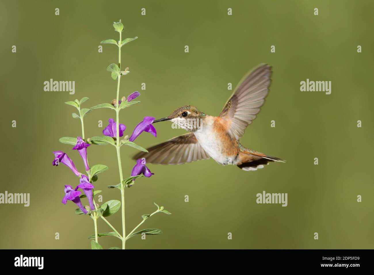 Pollinator pollination hi-res stock photography and images - Alamy