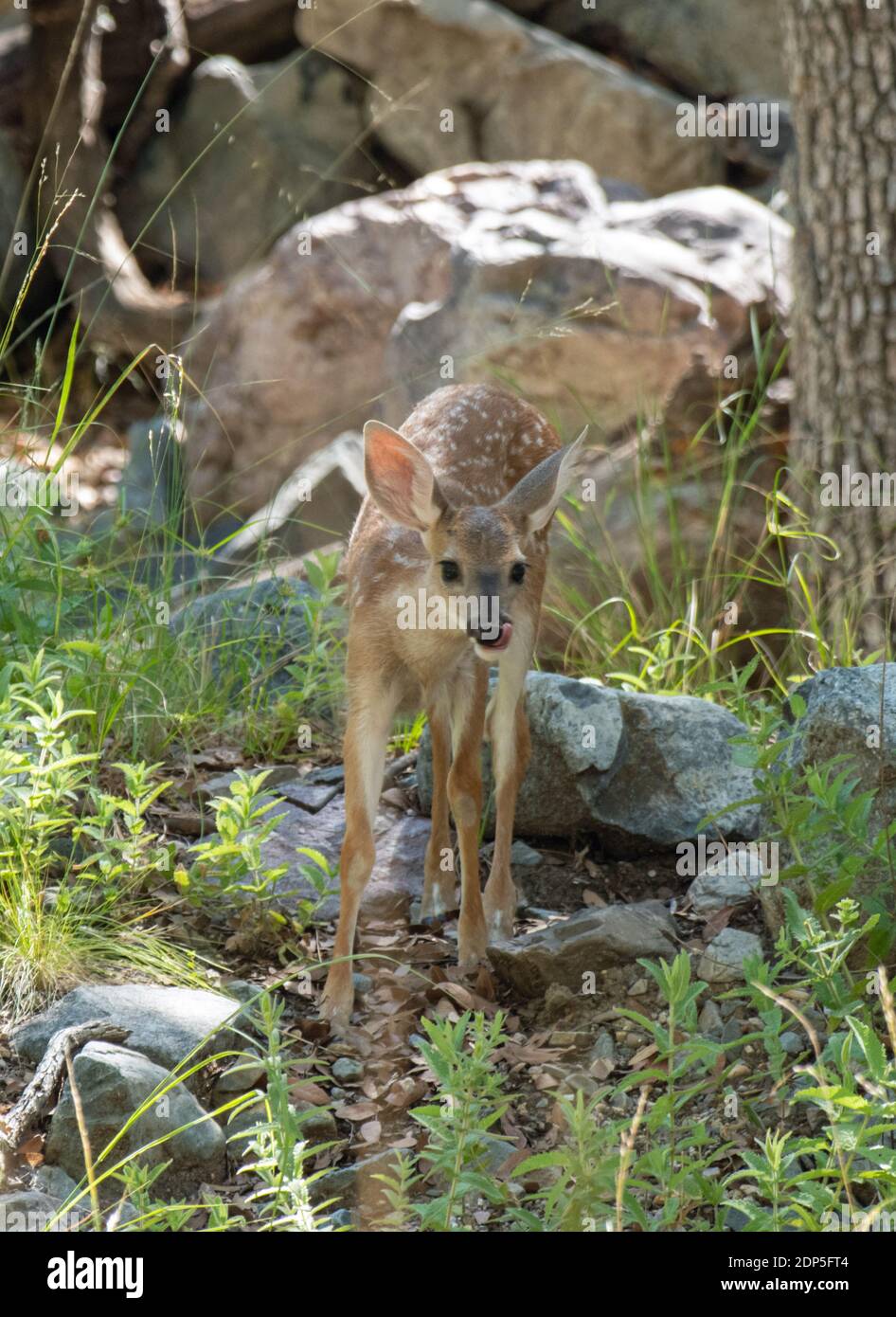 Arizona White Tailed Deer Arizona White Tailed Deer High Resolution ...