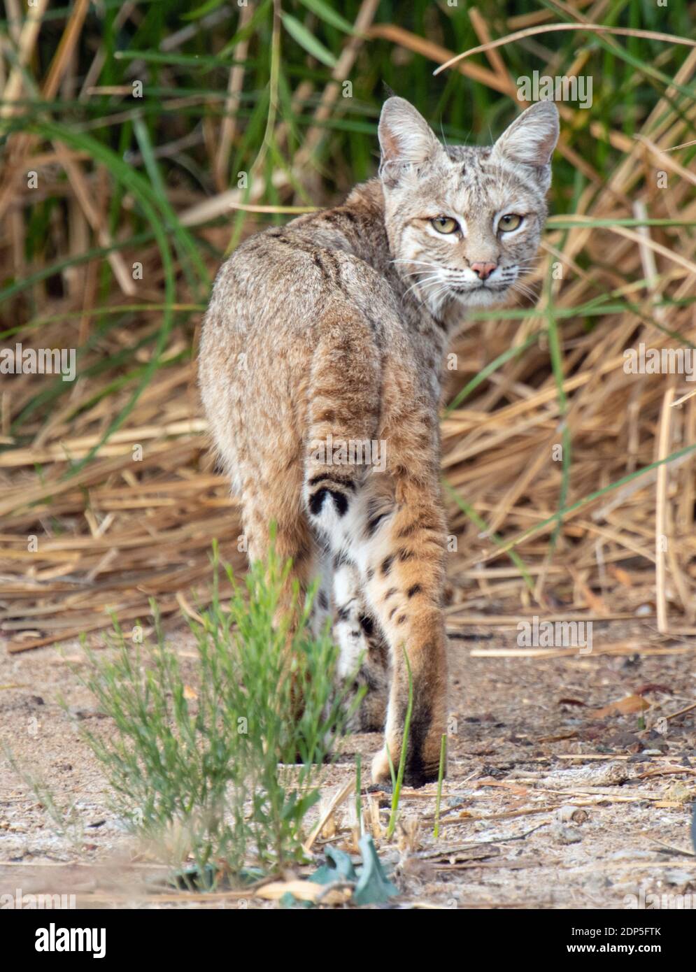Bobcat (Lynx rufus Stock Photo - Alamy
