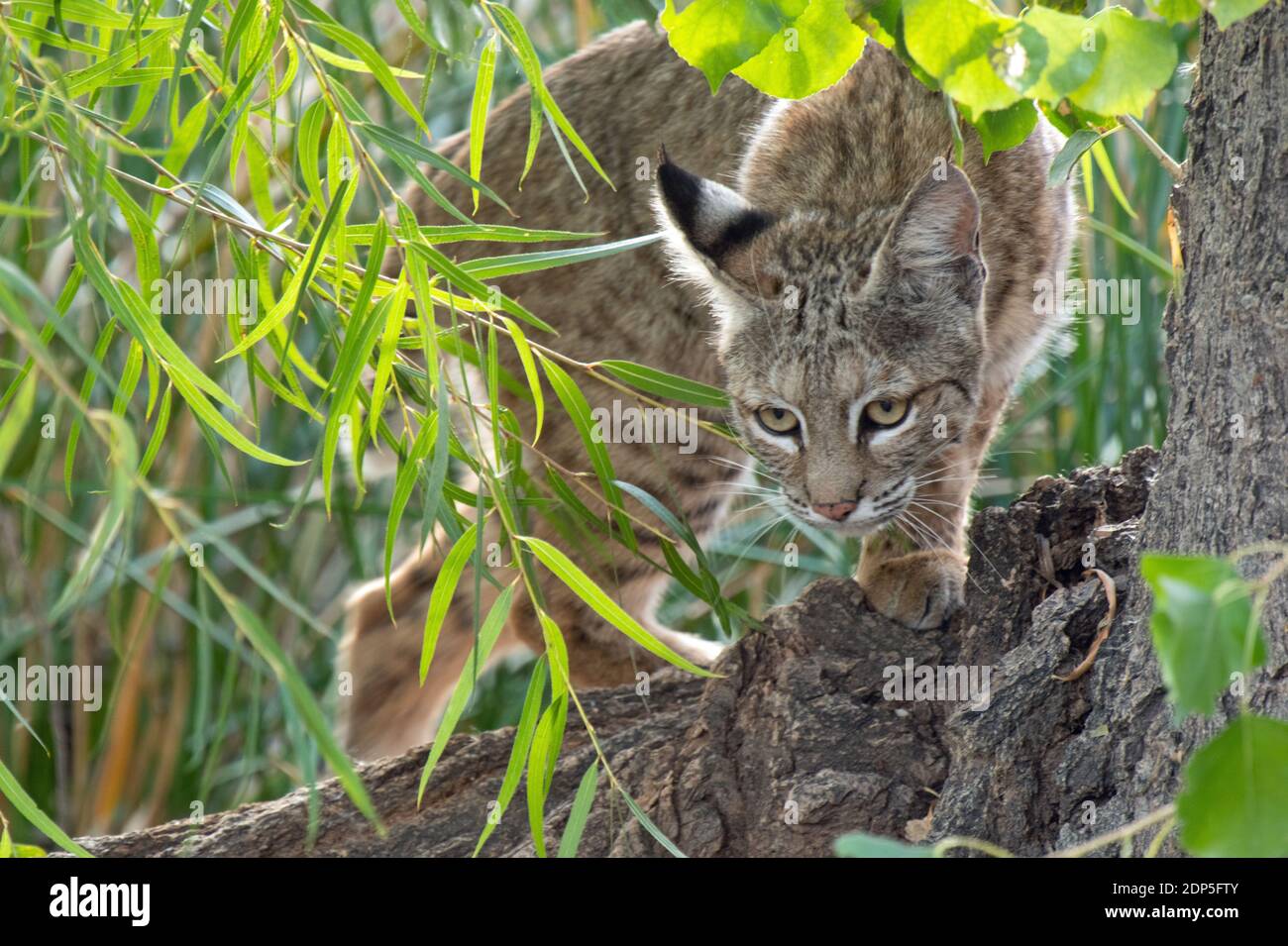 Bobcat (Lynx rufus Stock Photo - Alamy