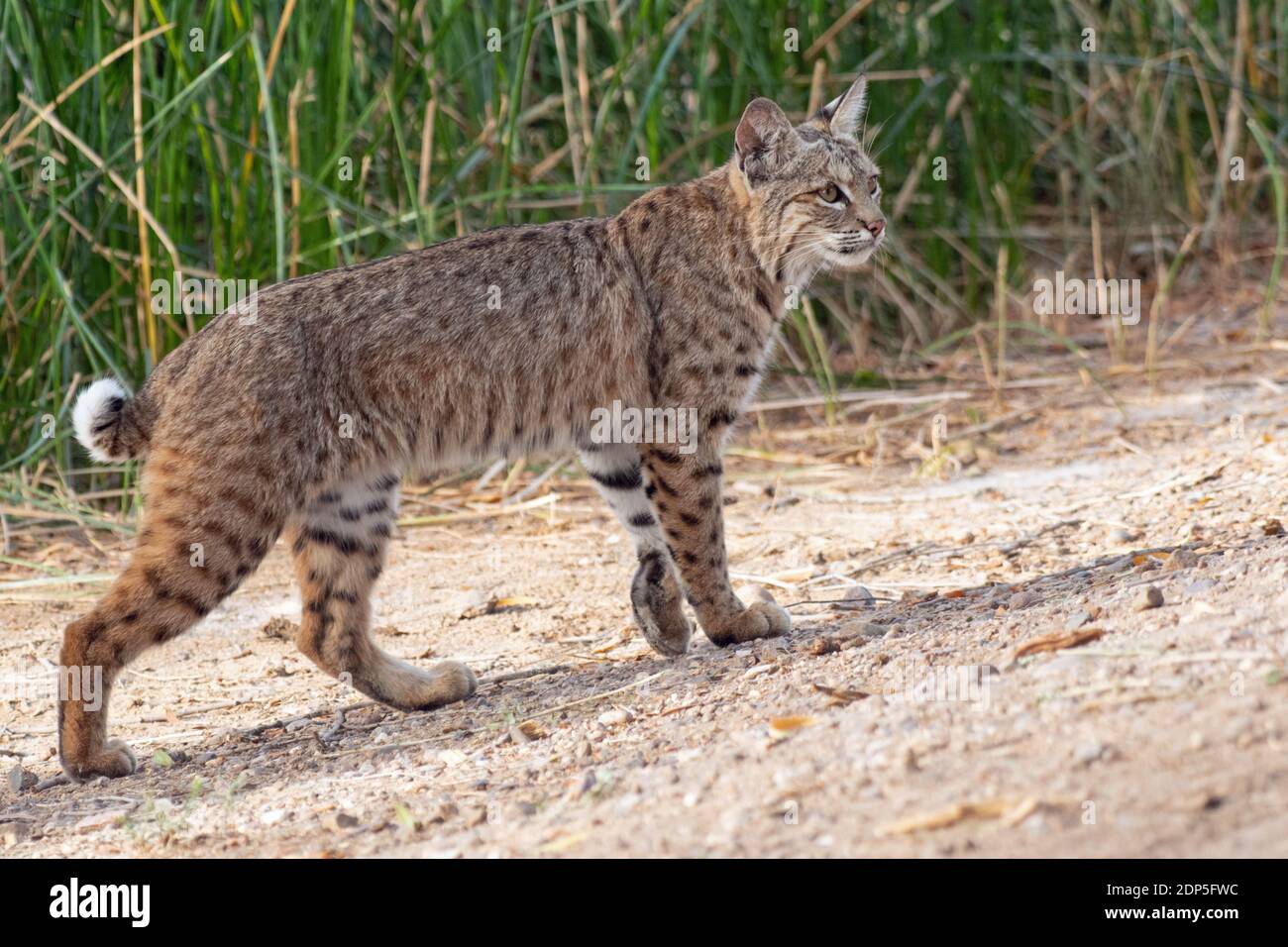 Bobcat with spots hi-res stock photography and images - Alamy