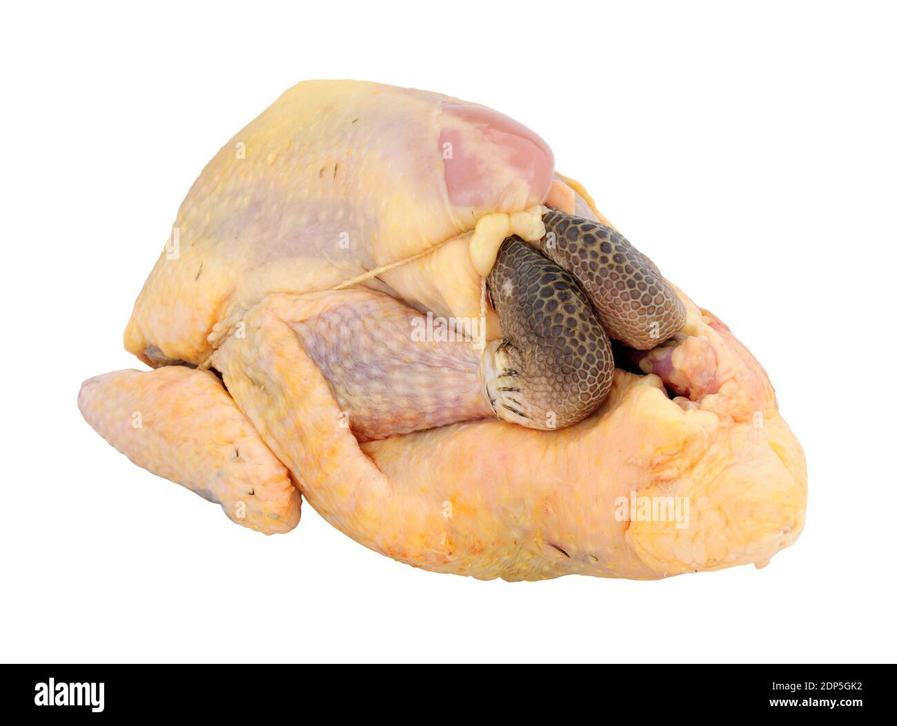 Fresh raw prepared whole Guinea fowl isolated on a white background ...