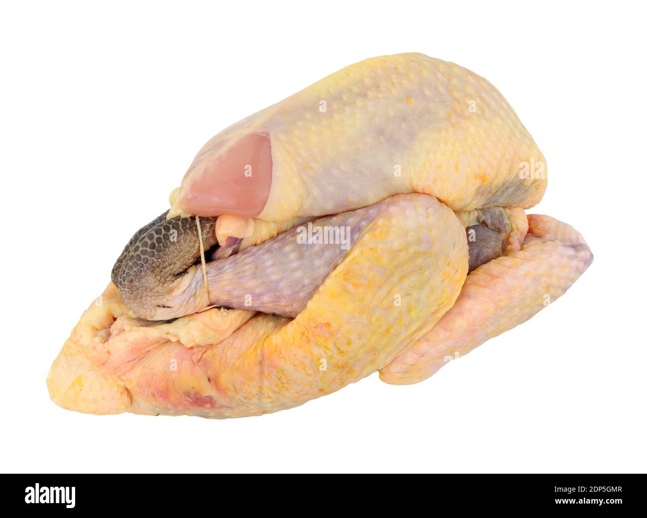Fresh raw prepared whole Guinea fowl isolated on a white background ...