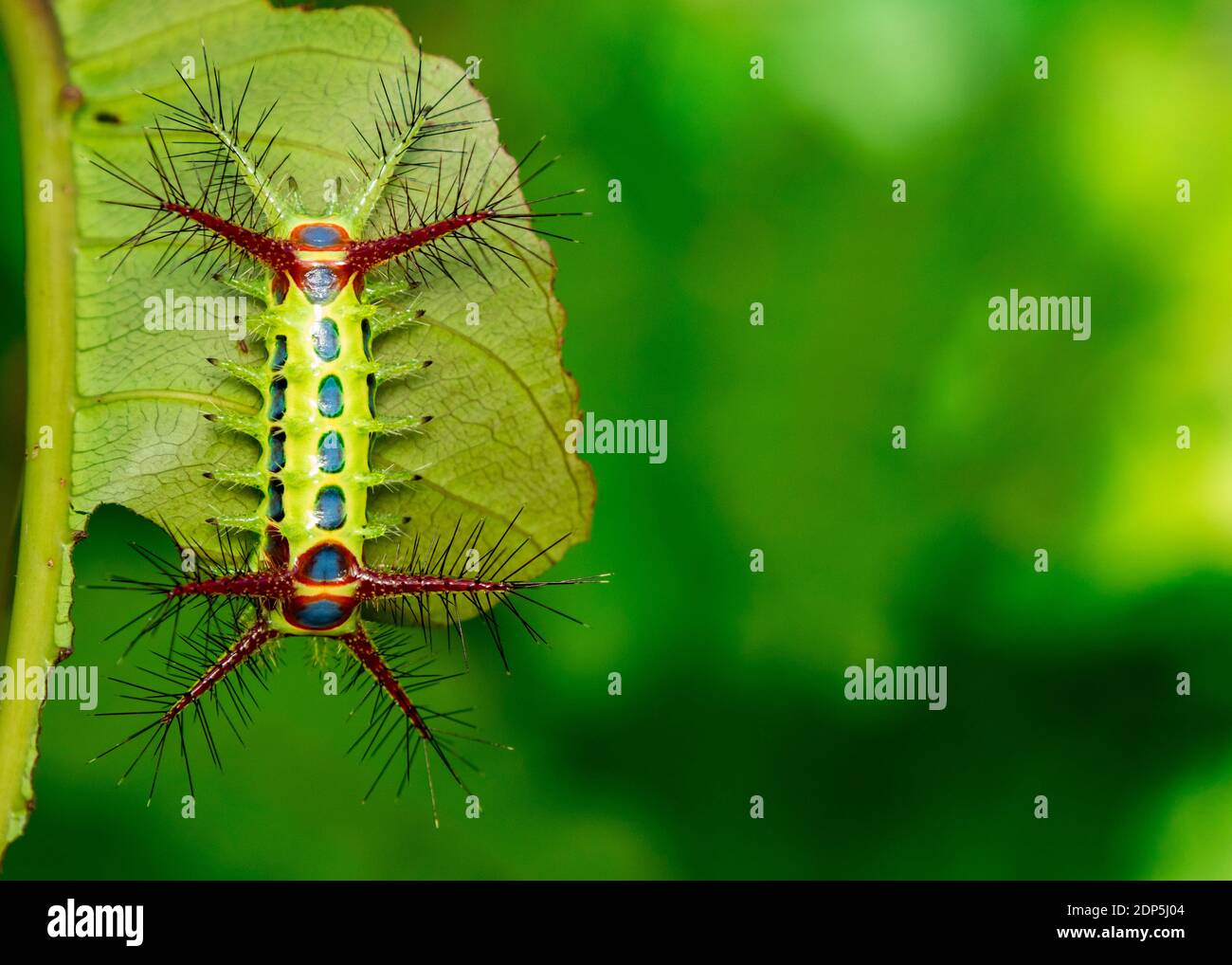 Image of a wattle cup caterpillar on nature background. Insect Animal ...