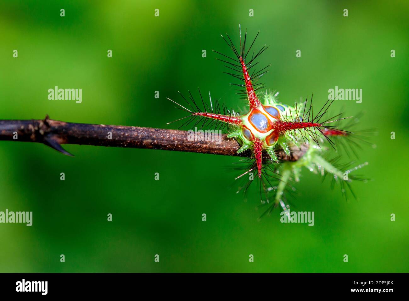 Phocoderma velutina hi-res stock photography and images - Alamy