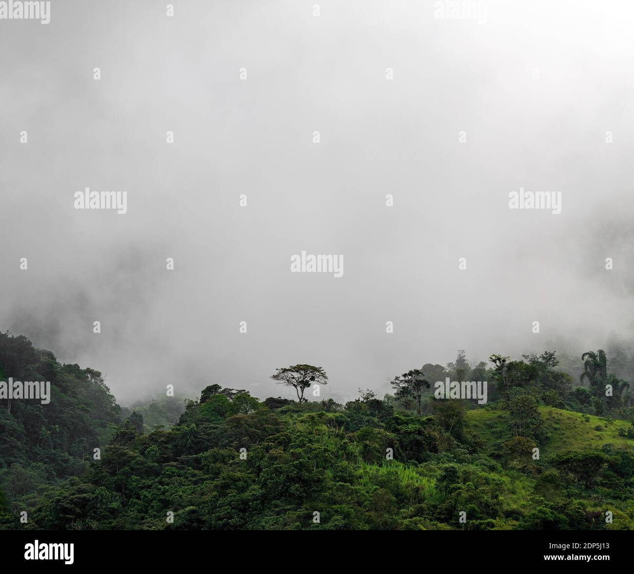 Forest climate change hi-res stock photography and images - Alamy