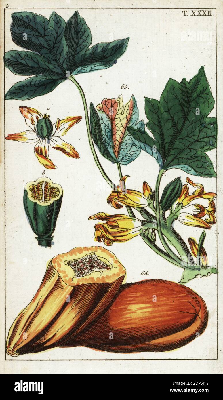 Papaya fruit, section, flowers and leaves, Carica papaya. Handcolored ...