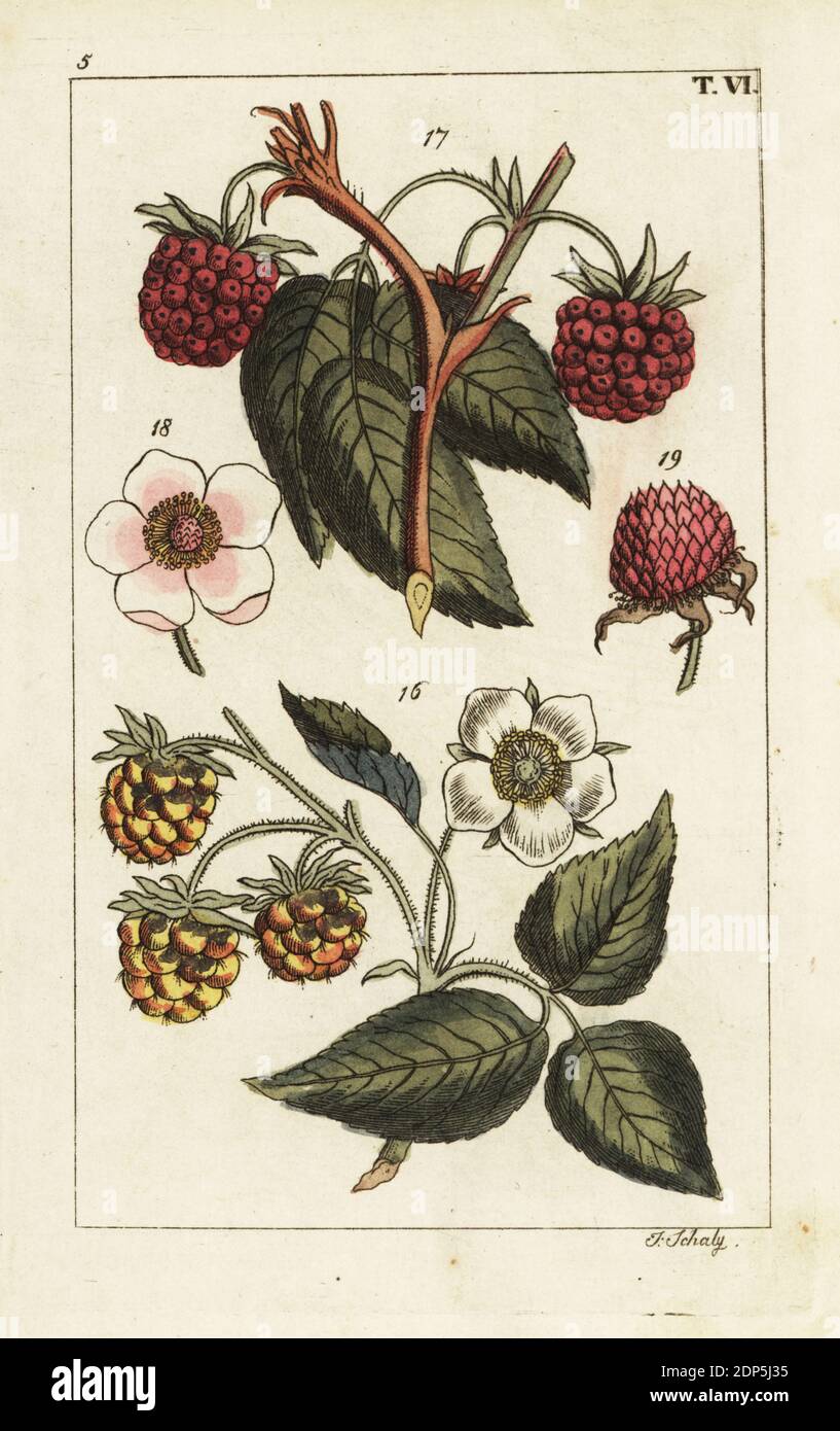 Raspberry botanical illustration hi-res stock photography and images ...