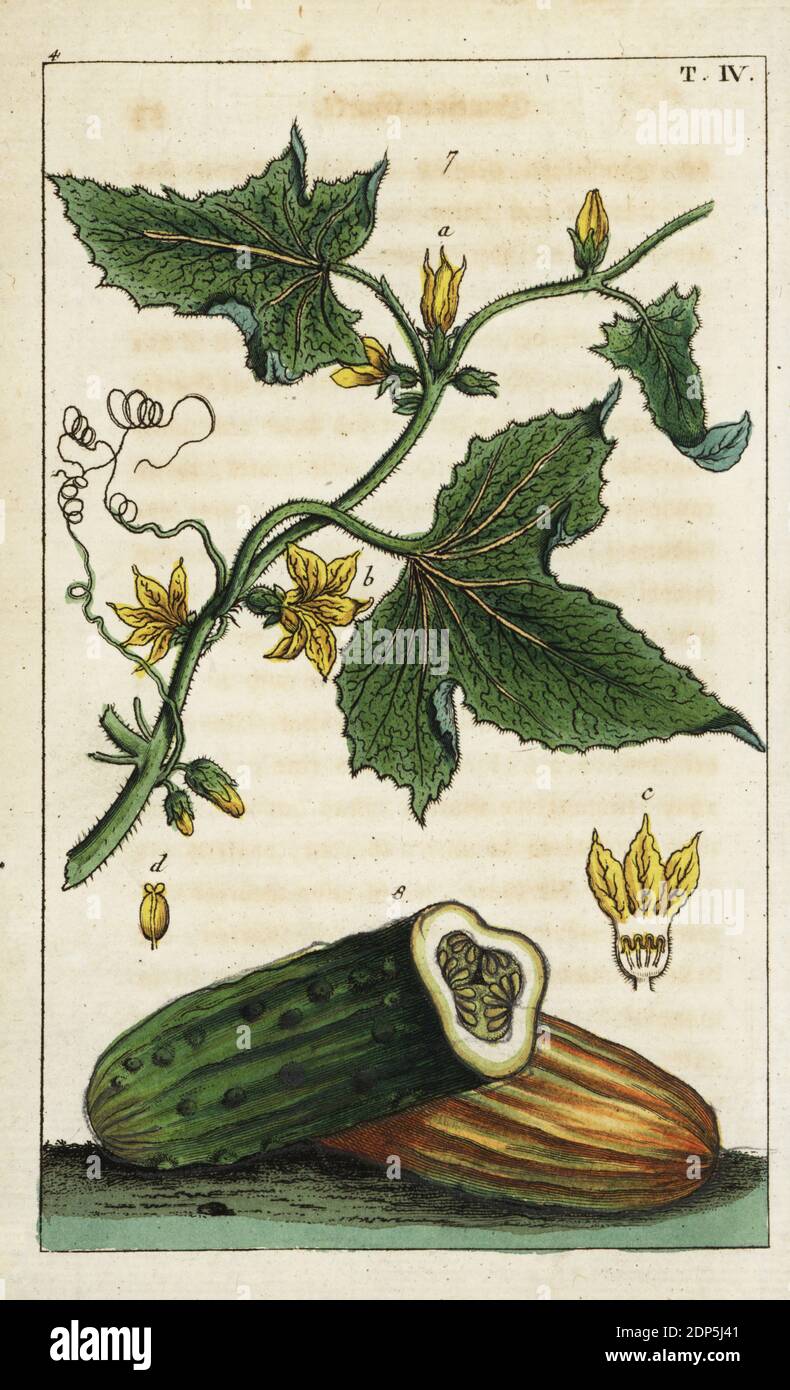 Botanical illustration of cucumber hi-res stock photography and images ...