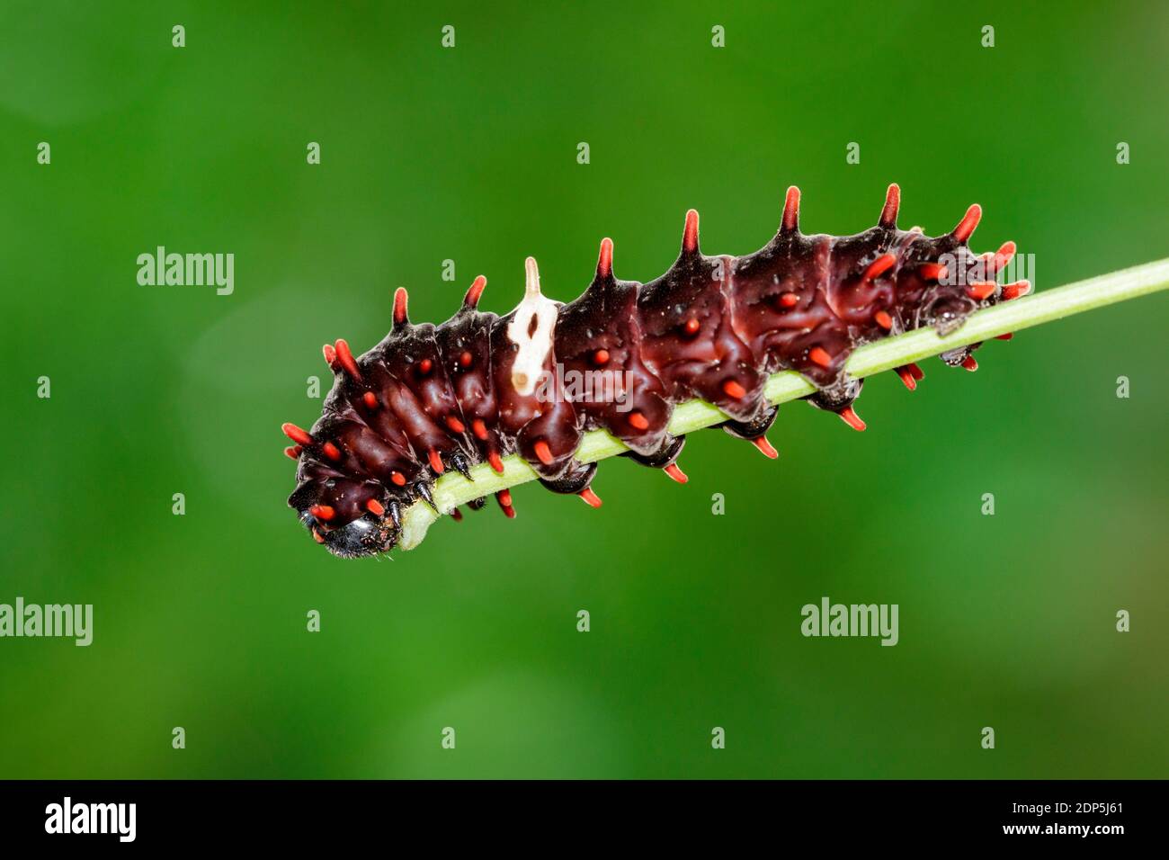 Image of a caterpillar bug on nature background. Insect Animal Stock ...