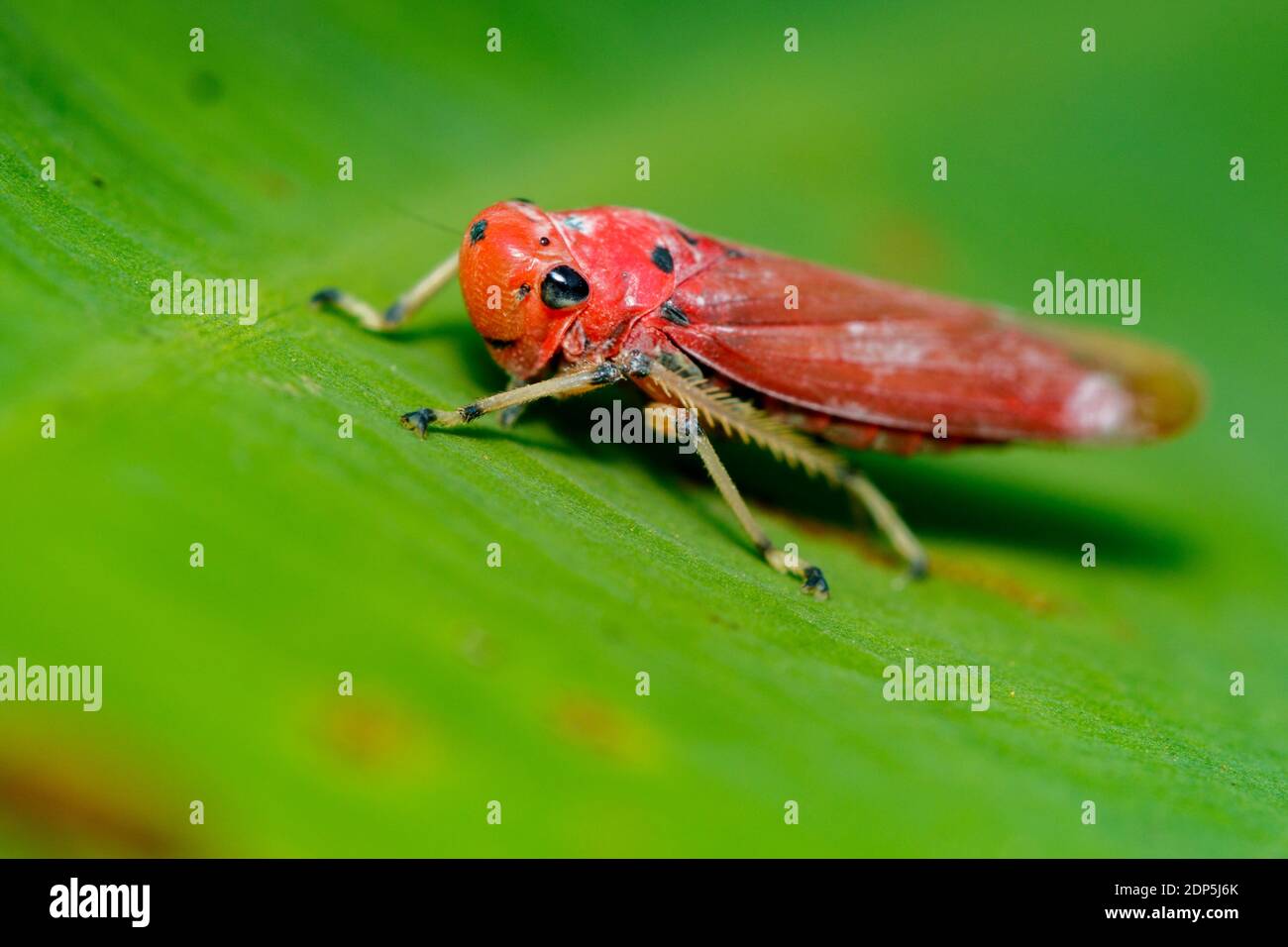 Homoptera hi-res stock photography and images - Alamy
