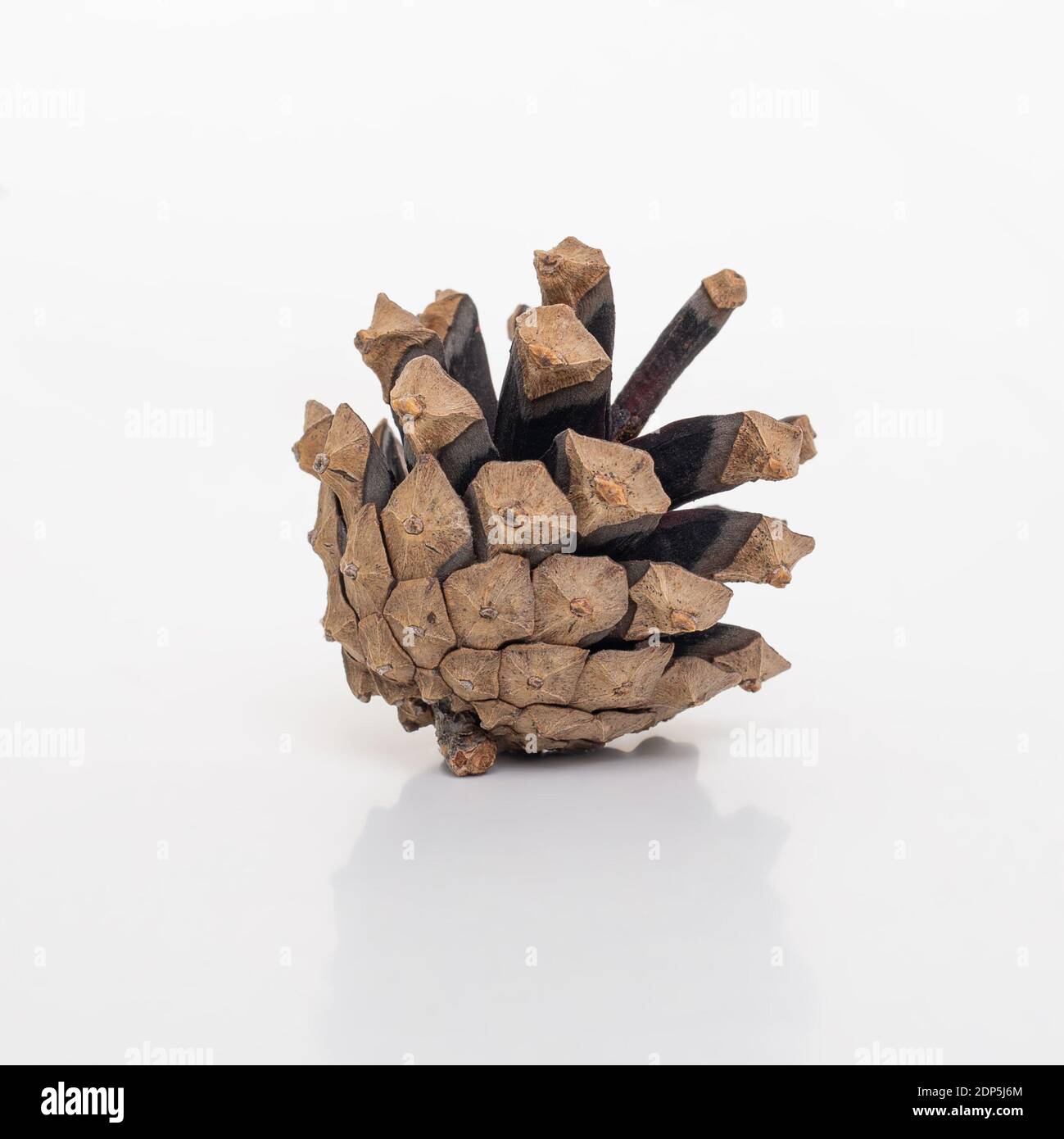 Fir open cone close-up close-up. Studio shot on white background ...
