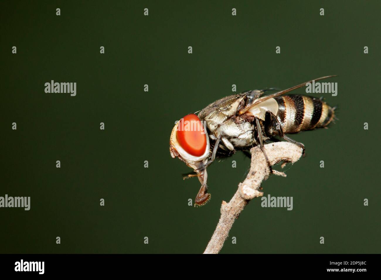 Image of a flies (Diptera) on a branch. Insect Animal Stock Photo - Alamy