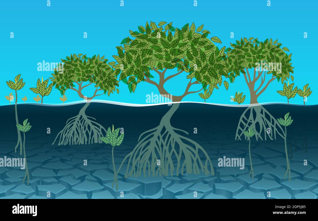 Mangrove Tree Diagram