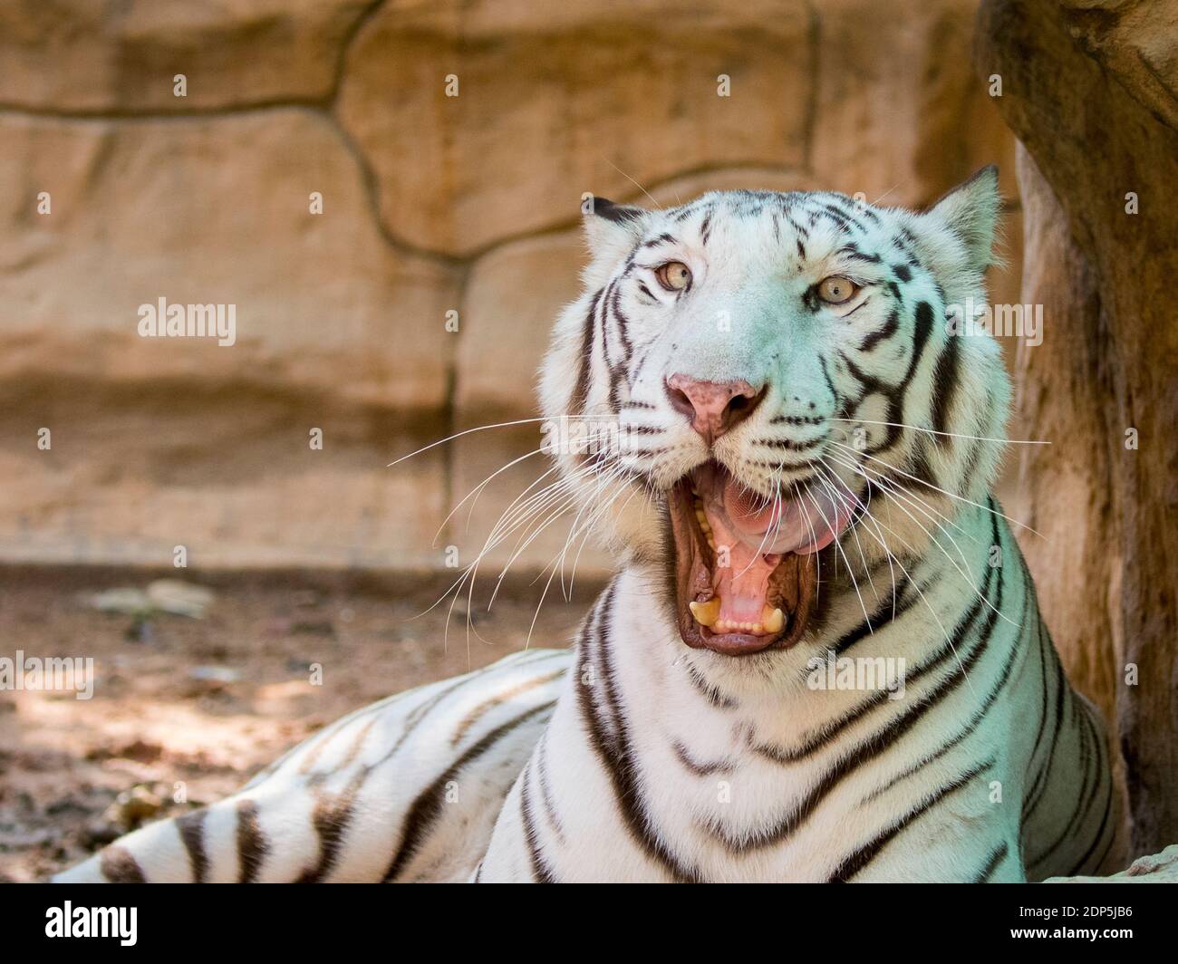Animals Tigers White Nature