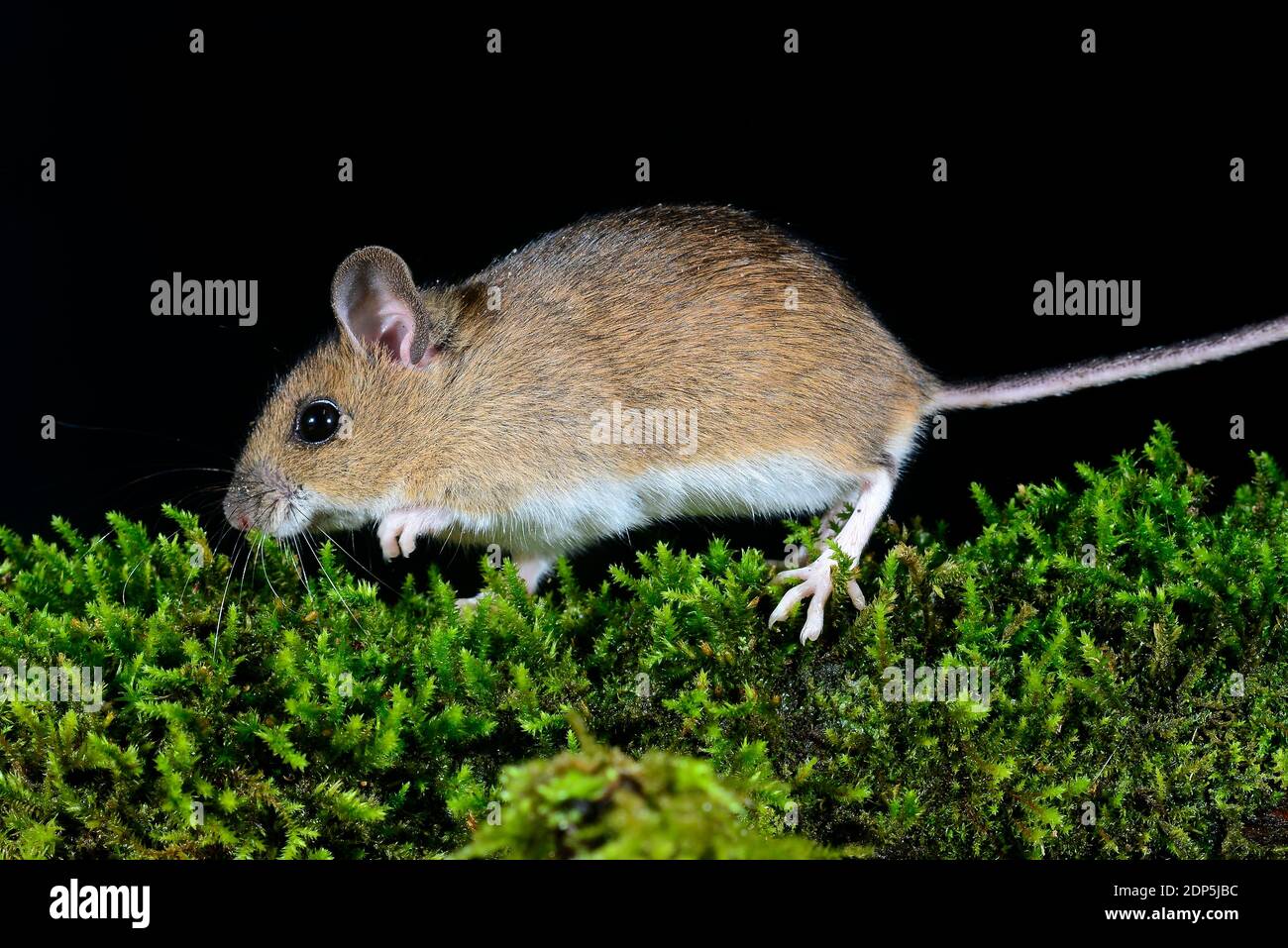 wood mouse apodemus sylvaticus Stock Photo - Alamy