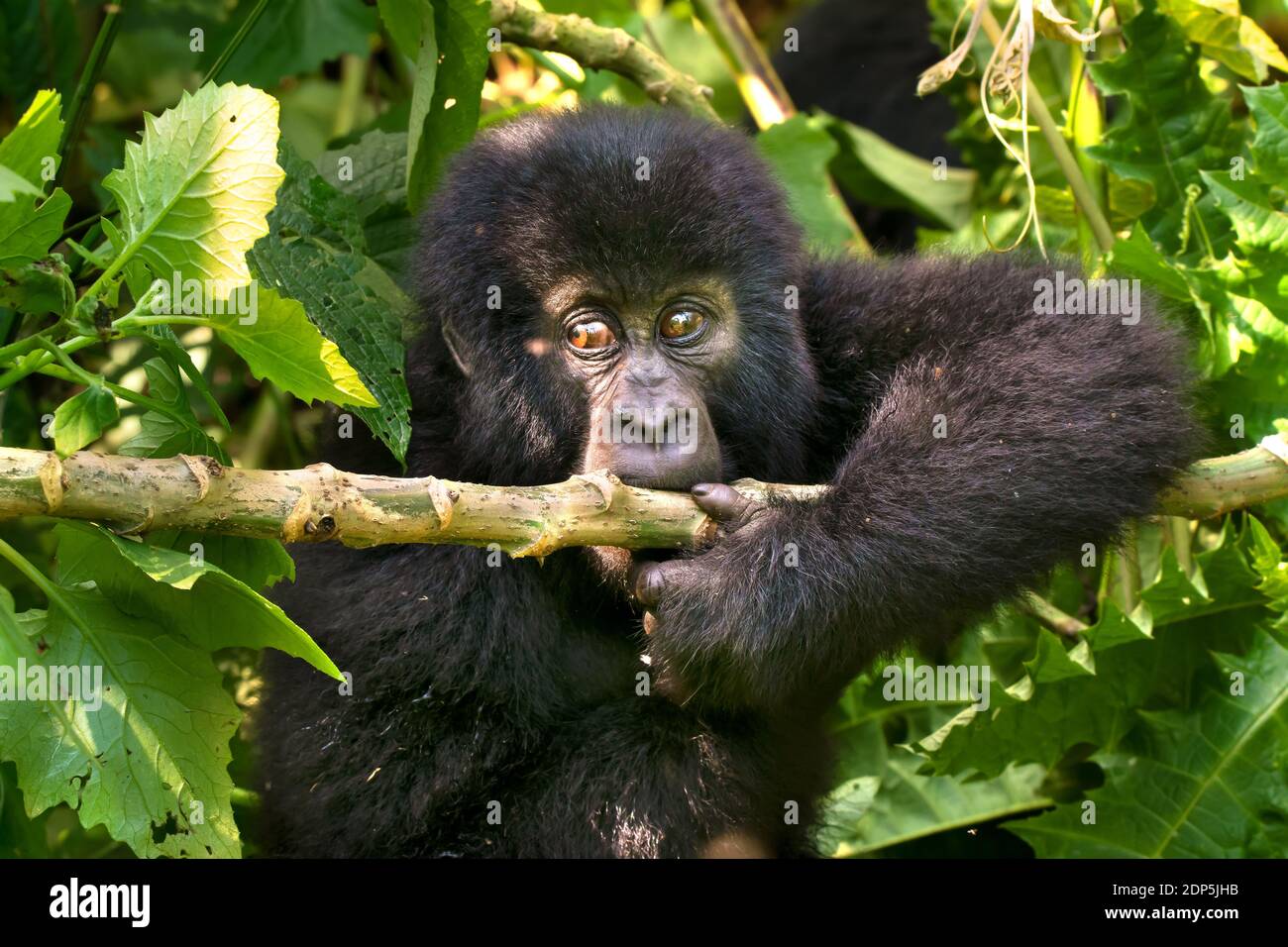 Mountain gorillas in Virunga National Park, province of North Kivu ...