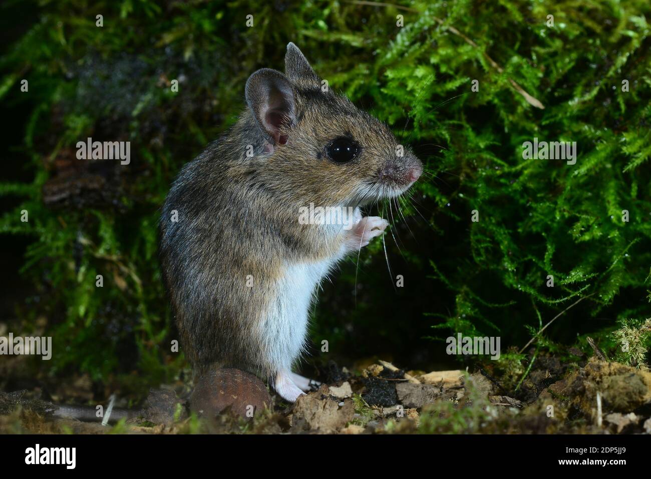 wood mouse apodemus sylvaticus Stock Photo - Alamy