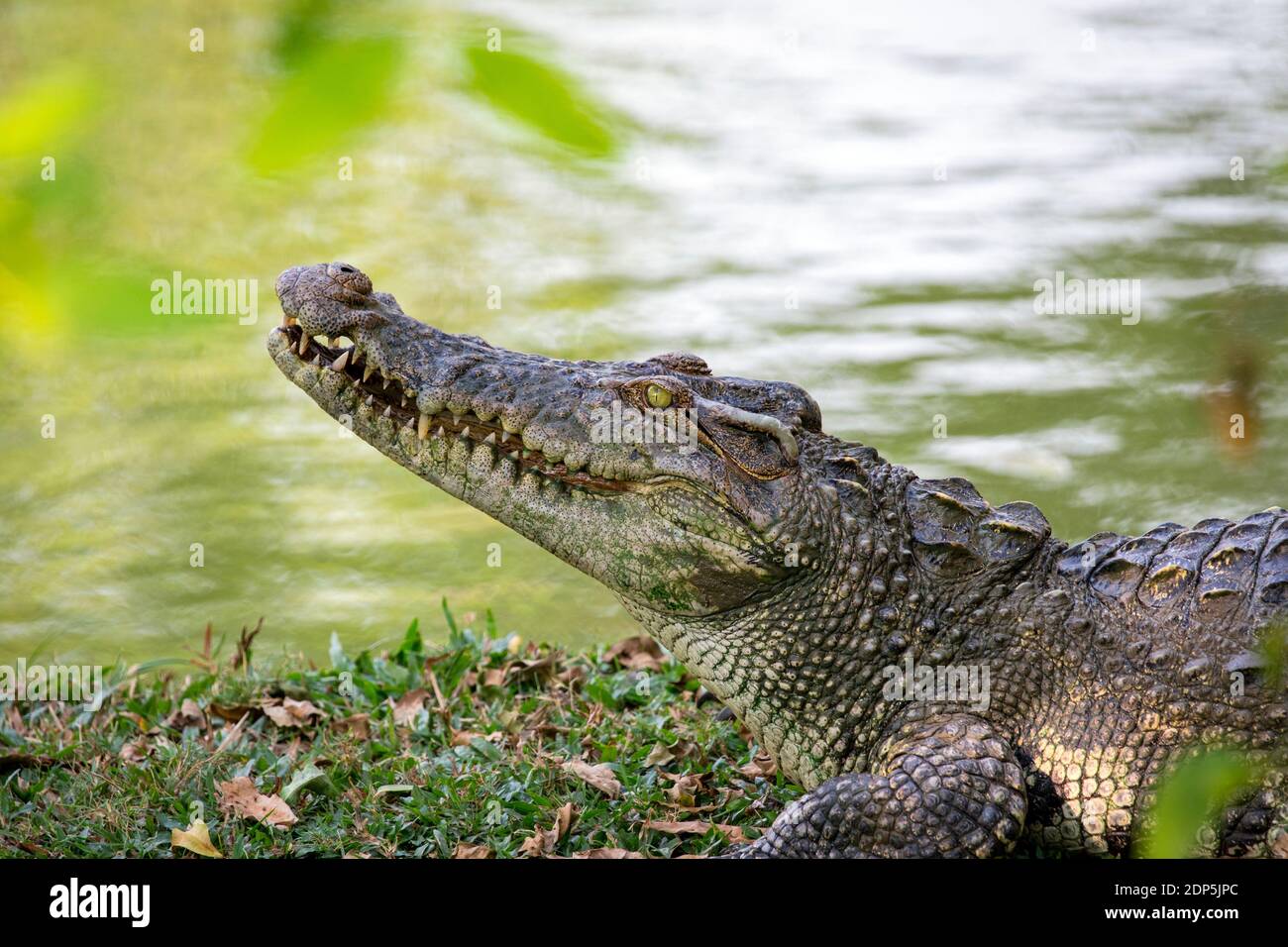 Crocodile Reptile