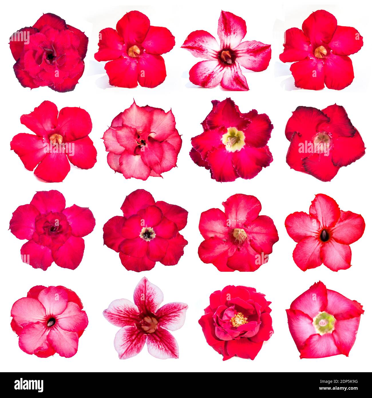 Collection of red flowers isolated on white background. azalea flowers ...