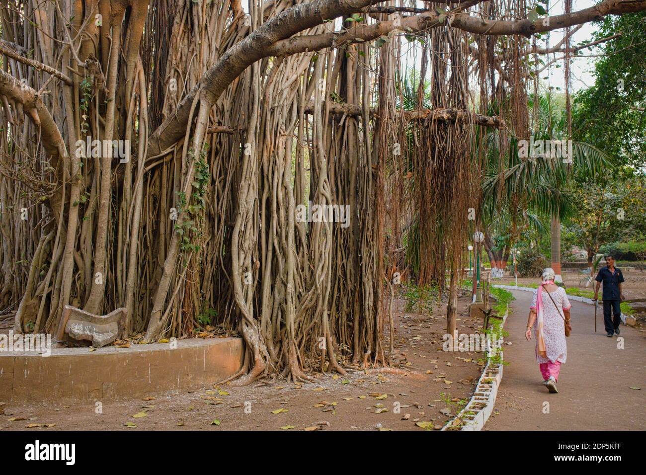Park visitors passing a banyan tree in Port Trust Garden or Sagar Upvan ...