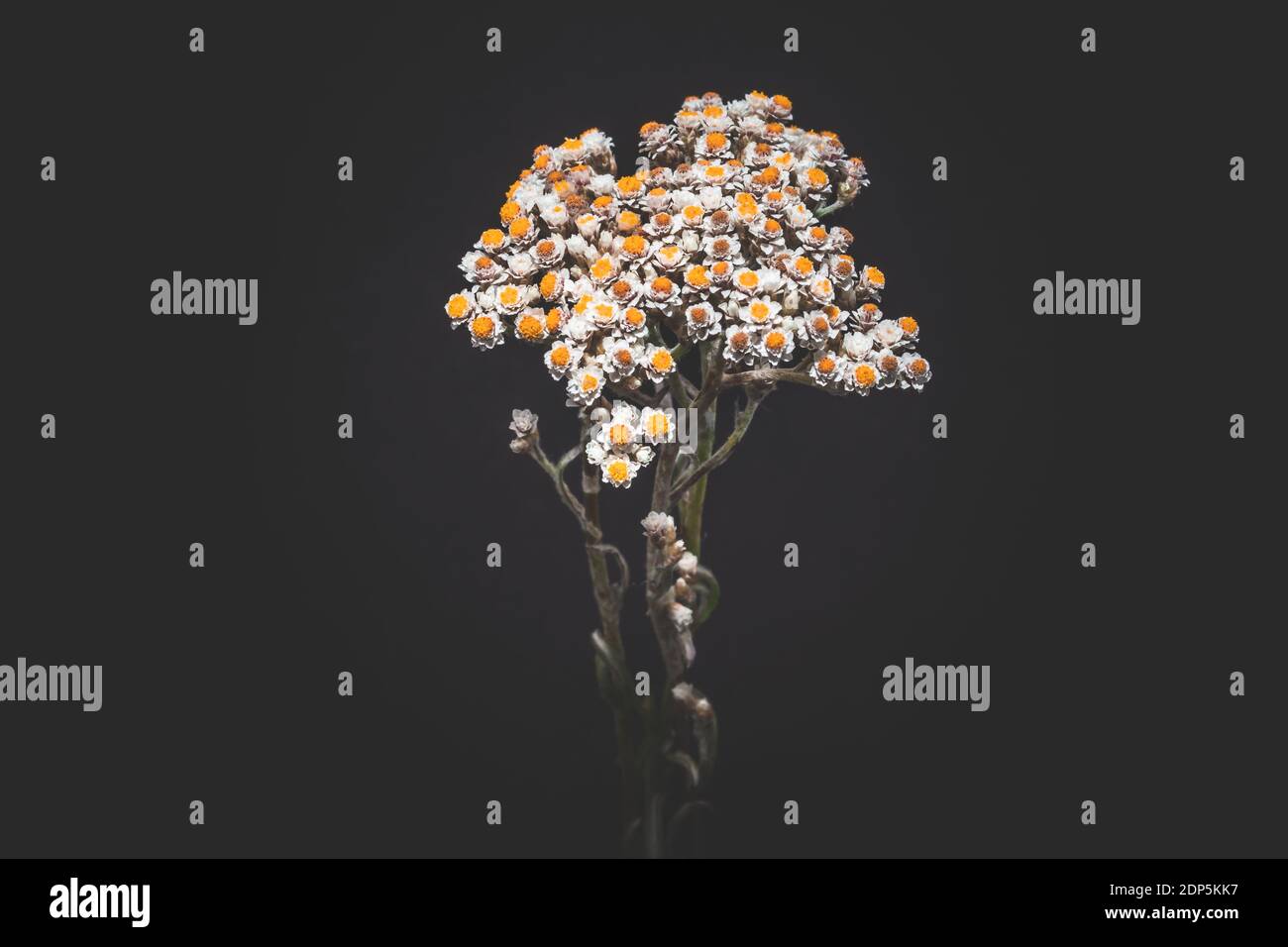 (Anaphalis margaritacea) western pearly everlasting flowers in bloom in ...