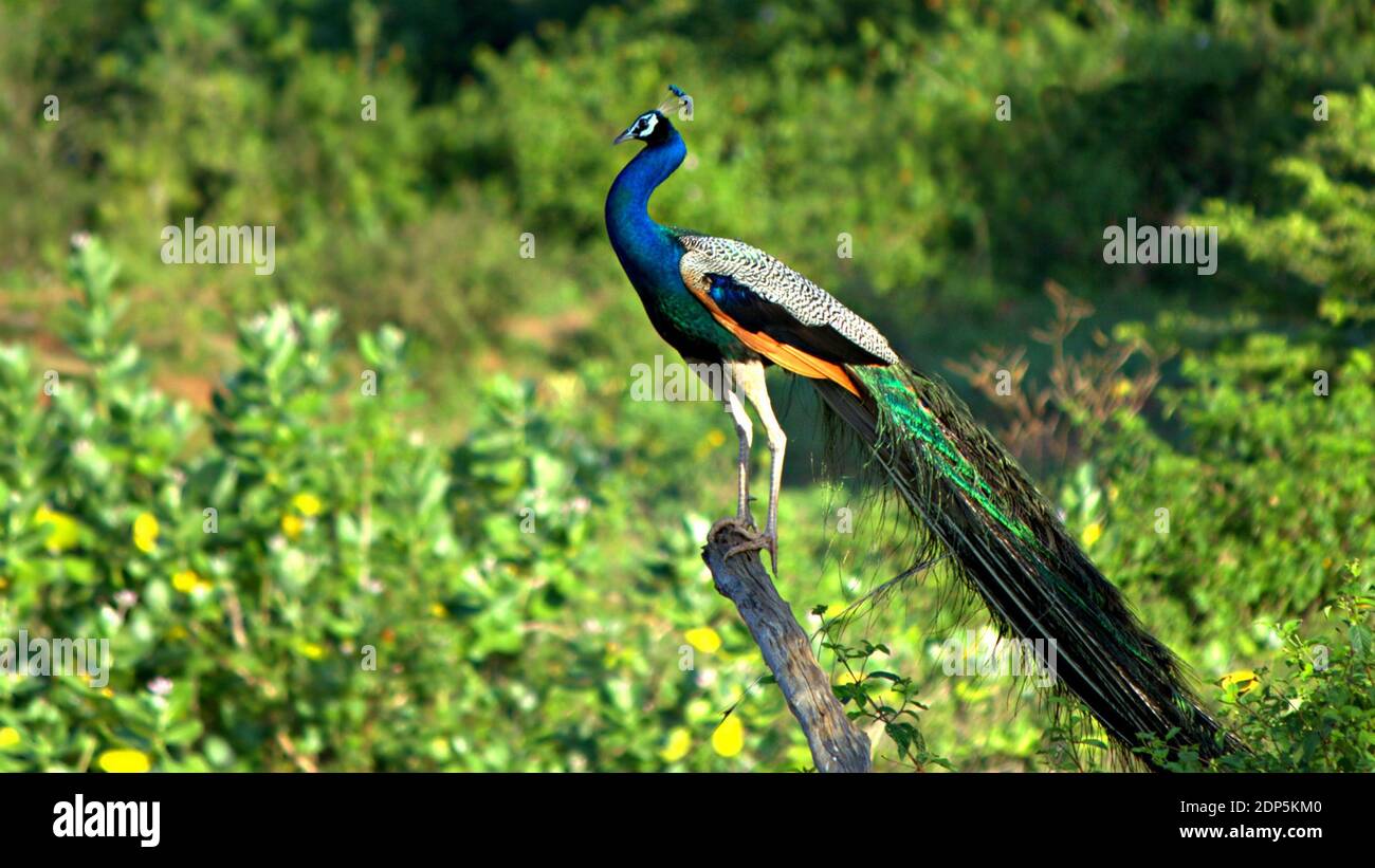 Peacock Sitting On Tree High Resolution Stock Photography and Images ...