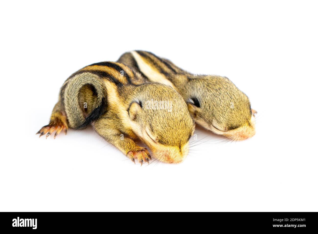 Baby himalayan striped squirrel or Baby burmese striped squirrel ...