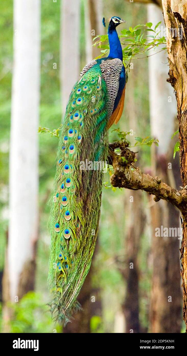 Peacock On Tree High Resolution Stock Photography and Images - Alamy