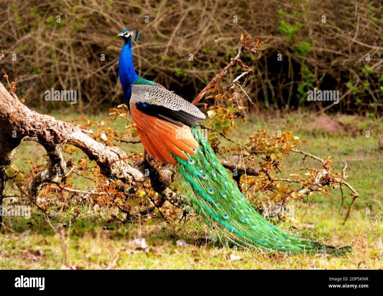 Peacock On Tree High Resolution Stock Photography and Images - Alamy