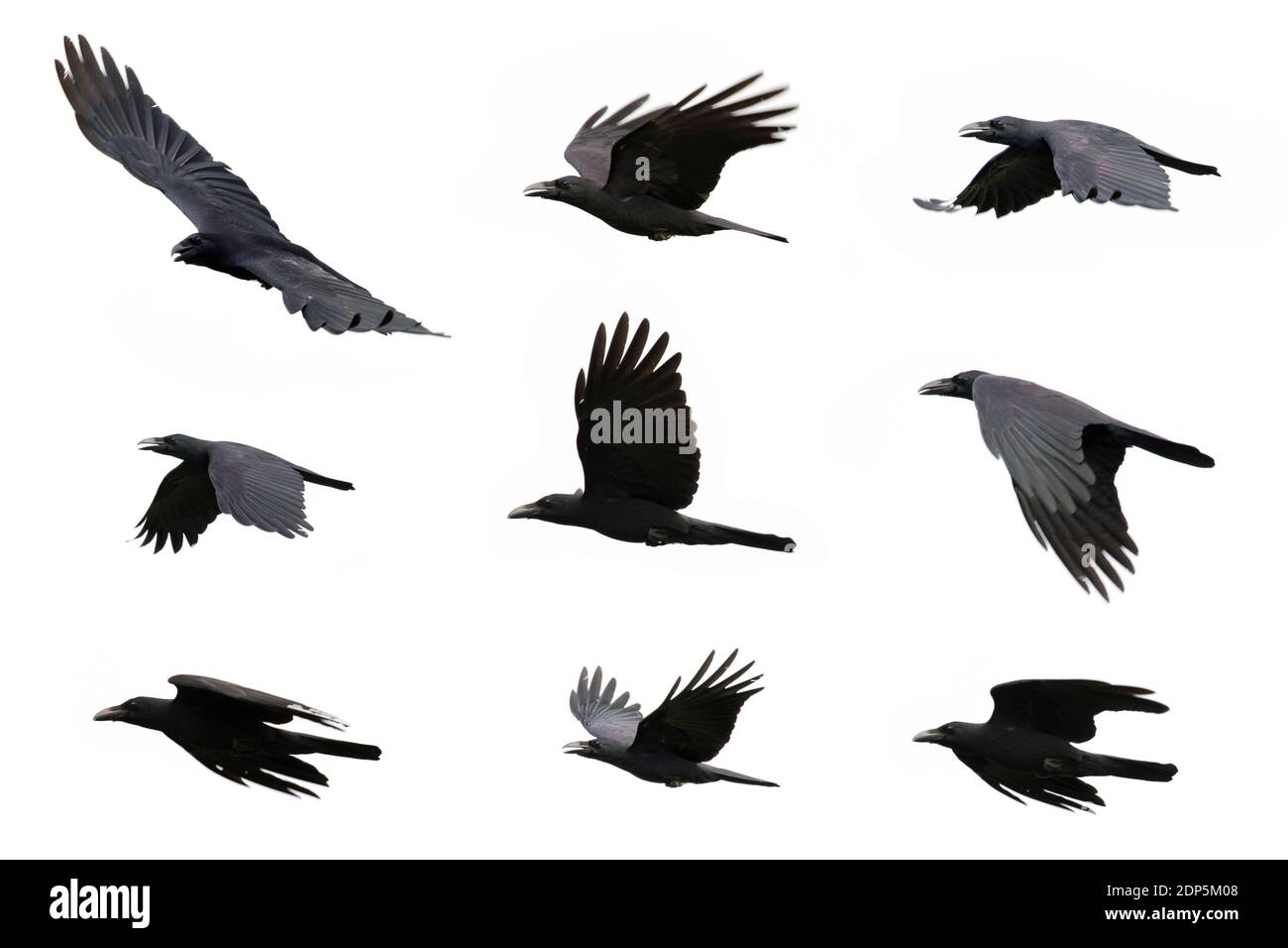 Crows Flying Vector