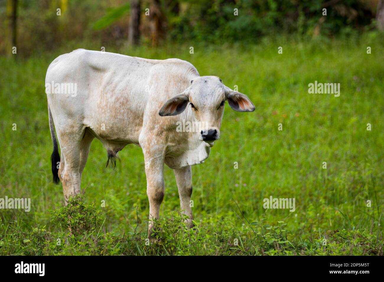 Image of white cow on nature background. Animal farm Stock Photo - Alamy
