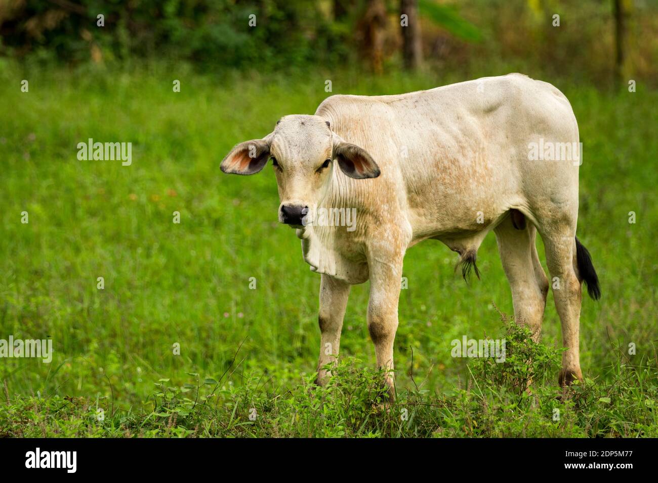 Image of white cow on nature background. Animal farm Stock Photo - Alamy
