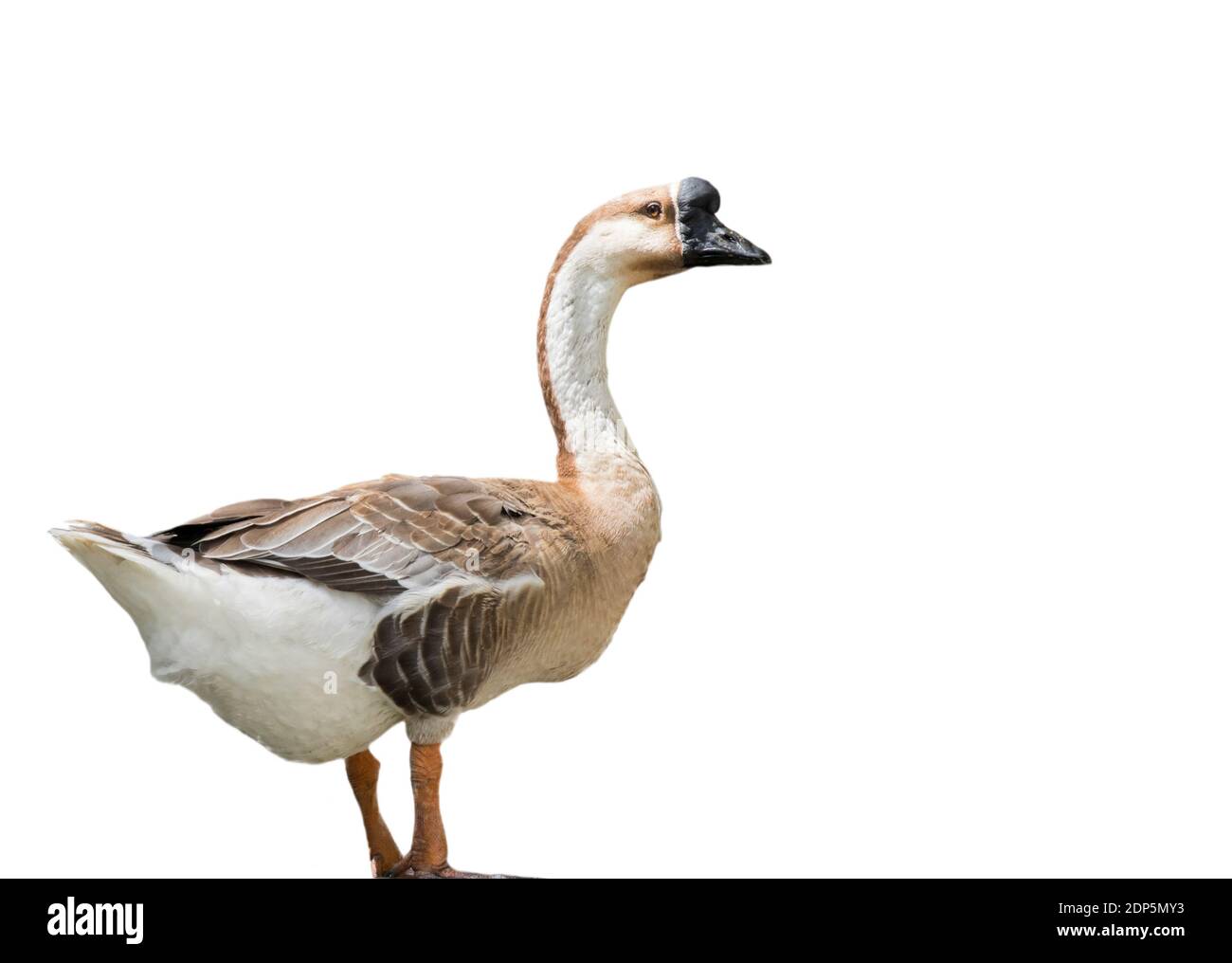 Image of african goose on white background. Animal Stock Photo - Alamy