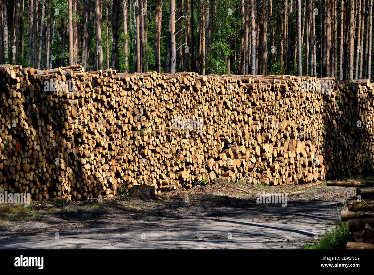 wood piles stacked on the road waiting for export Stock Photo - Alamy